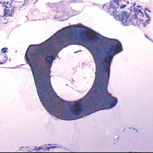Technology – Syntellix AG